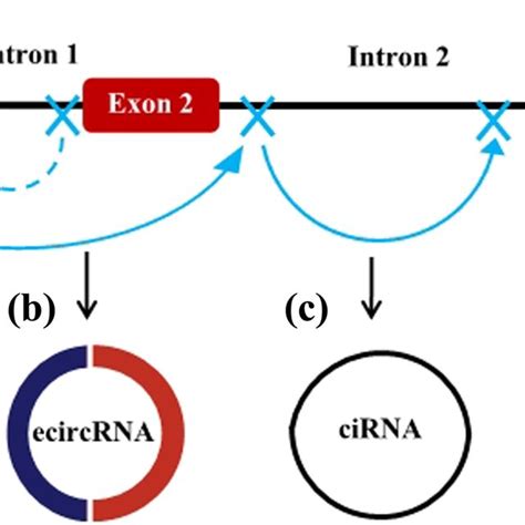 Formation Of Three Types Of Circrnas A Exonic Circular Rna Ecircrna
