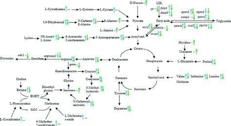 The Stages Of Ovarian Development Influenced On The Metabolic Pattern Download Scientific