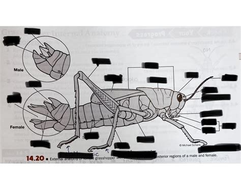 External Female Grasshopper Anatomy Quiz