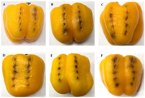 Occurrence Of Pseudomonas Syringae Pvs Actinidiae Actinidifoliorum