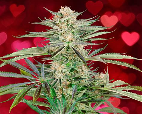7 Best Strains For Sex Sensi Seeds
