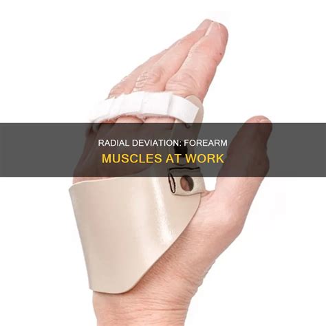 Radial Deviation Forearm Muscles At Work Cyvigor