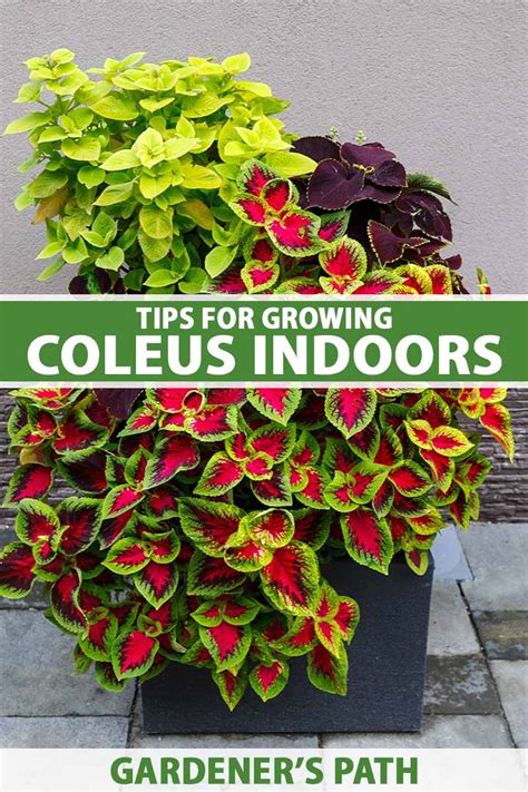 How To Grow Coleus As A Houseplant Gardeners Path