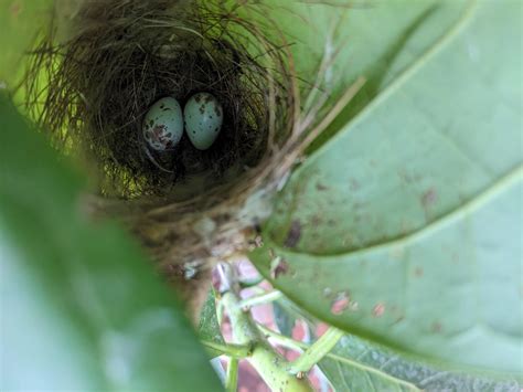 Tailorbird Nest With Eggs On My Avocado Plant R Goa