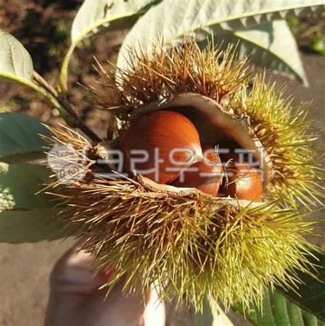 밤 알밤 밤송이 가을밤 햇밤 사진 이미지 일러스트 캘리그라피 틸란작가