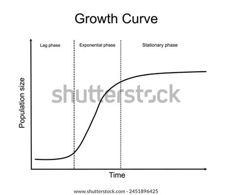 Growth Curves Relationship Between Population Size Stock Vector