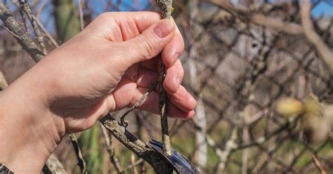 Як обрізати вишню навесні докладний майстер клас з фото Моє домашнє натхнення