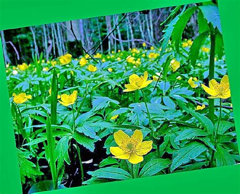 АНЕМОНЫ - Анемона биколор