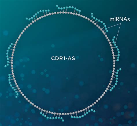 Infographic Noncoding Rna In The Brain The Scientist