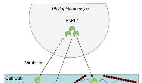 Dual Activation Of Soybean Resistance Against Phytophthora Sojae By Pectin Lyase And Degraded