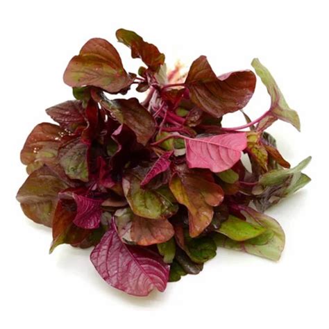 Natural Red Amranthus Lal Math For Human Consumption Grade A Grade