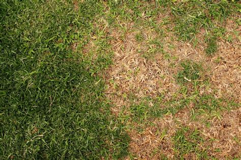 How To Spot Visual Signs Of Buffalo Lawn Damage Green Oasis Landscaping