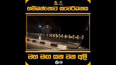 හම්බන්තොට මහ රෝහල ඉදිරිපිට මාර්ගයේ සැරිසරන වන අලියා Youtube