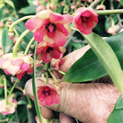 Illicium Henryi