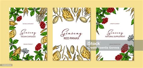인삼 다채로운 수직 디자인의 집합입니다 스케치 스타일의 손으로 그린 식물 벡터 그림 포장 라벨 배지에 사용할 수 있습니다 약초 배경 A4 용지에 대한 스톡 벡터 아트 및
