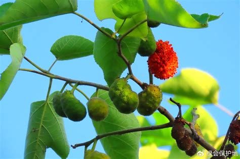 构树：拥有顽强生命力的植物 绿会保护地科普 知乎