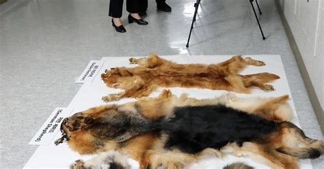 개 고양이 모피로 만든 제품 시중 유통