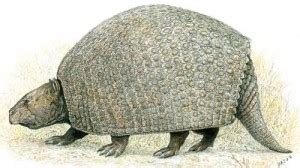 Glyptodon Carved Tooth Mammal Dinosaurs