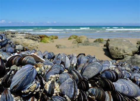 In Shellfish Cancer Can Be Contagious Live Science
