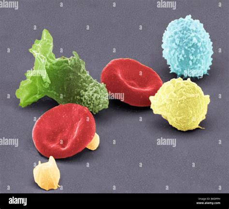 Human Blood Cells Coloured Scanning Electron Micrograph SEM Stock Photo Alamy