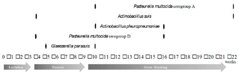 Structure Based Antigen Design Targeting Transferrin Receptors To Prevent Respiratory And