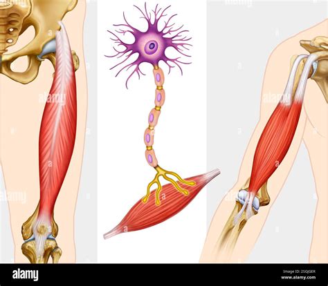 Illustration Of Transmission From Neurons To Muscle Synapse Of Contact