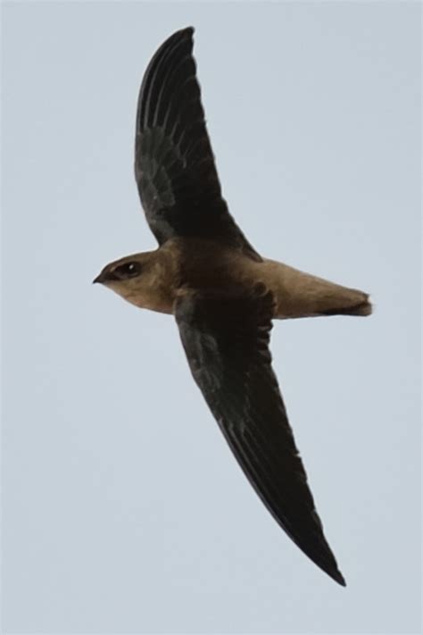 Ebird