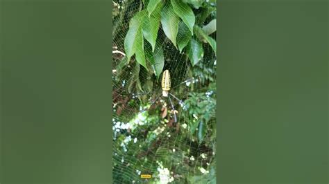 Makdi Ka Jala Youtube