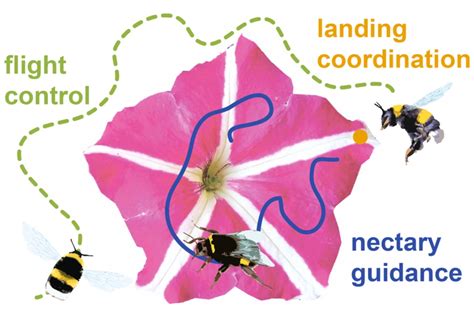 How Flower Patterns Benefit Pollinators Techzle