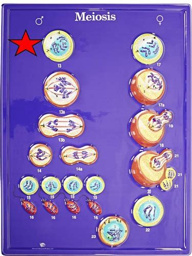 Meiosis Flashcards Quizlet