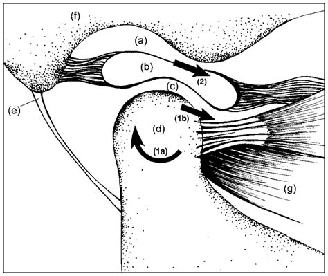 Temporomandibular Joint Tmj Arthrokinematics During Mouth Opening