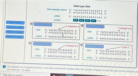 Solved Wild Type Dnadna Template Strand 3° ﻿tacgcagctacgatc