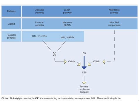 The Three Principal Pathways And Major Components Of The Complement Download Scientific Diagram