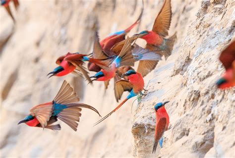 Zambias South Luangwa National Park Birds Naturetrek