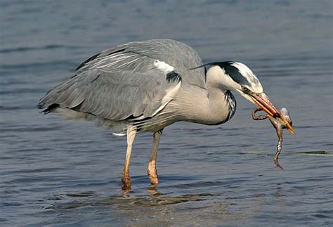 Herons - information