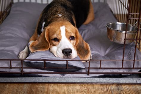 비글 개는 회색 담요를 덮고 열린 우리에 누워 있습니다 그 옆에는 물 그릇이 있습니다 가정 생활에 대한 스톡 사진 및 기타 이미지 가정 생활 가정의 방 가축 Istock