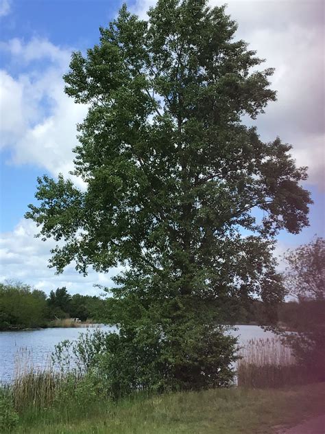 The Key Role Of Accent Trees Artofit