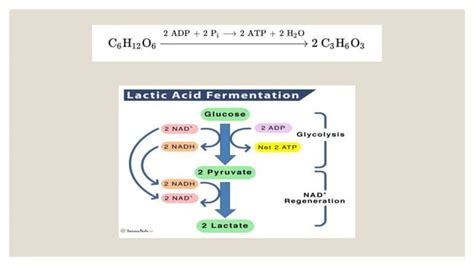 Fermentation Types Of Fermentation Pathways Process Applicationpptx Pptx