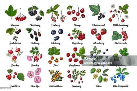 열매의 벡터 음식 아이콘 식품의 컬러 스케치 검은 건포도 빨간 건포도 야생 딸기 야생 딸기 로즈힙 꽃 체리 산재 바다 갈매나무 구스베리 산 딸기류에 대한 스톡 벡터 아트 및