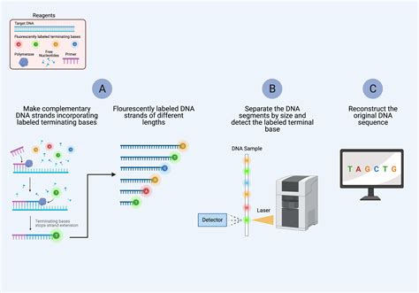 Sequencing Dna Dna Sequencing — Science Learning Hub