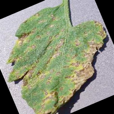 Tomato Leaf Disease Object Detection Dataset V3 2023 02 27 11 45am By Universitas Atma Jaya