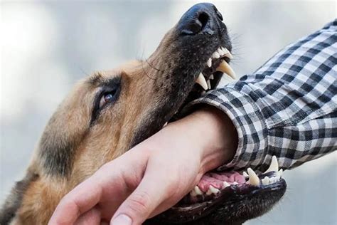 حمله وحشتناک سگ ولگرد به دختر مازندرانی فیلم