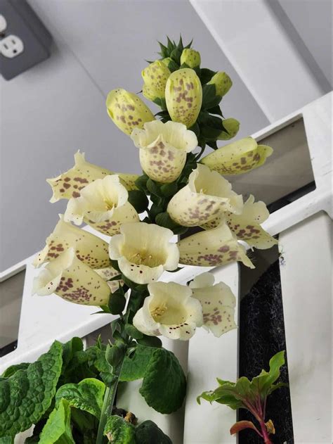 Growing Hydroponic Flowers Grozine