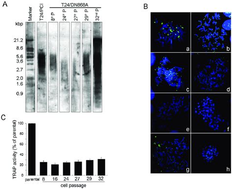 Telomere Length Dynamics In T24 Cells With Different Transfectants A