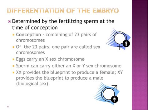 Sex And Your Body Chapter Five Ppt Download