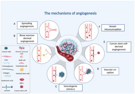 Different Forms Of Tumour Angiogenesis A Sprouting Angiogenesis