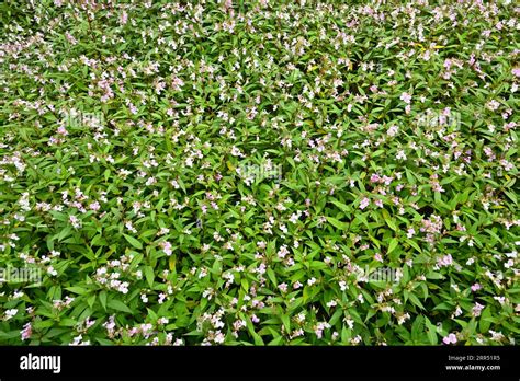 Himalayan Balsam Impatiens Glandulifera Is An Invasive Species Of