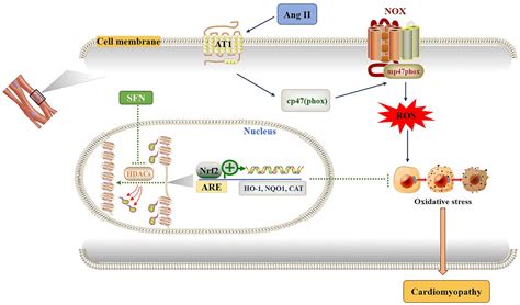 Sulforaphane Inhibits Angiotensin Ii Induced Cardiomyocyte Apoptosis By Acetylation Modification