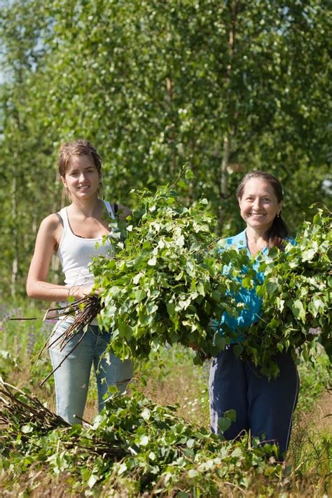 Women Making Birch Branches Stock Image Image Of Parent Cutting