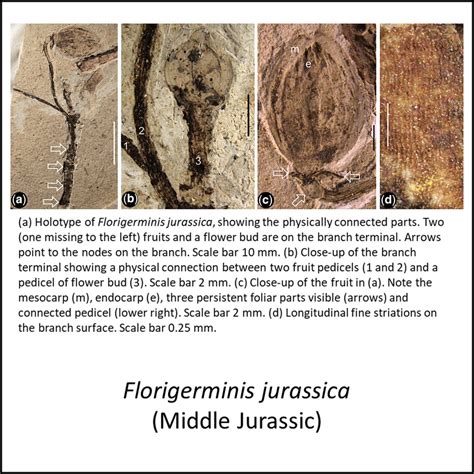 Origin Of The Angiosperms
